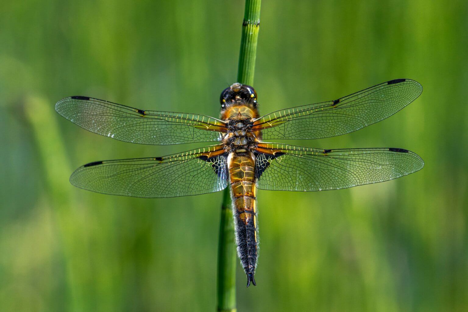 Insect production for feed and food - Unifortes